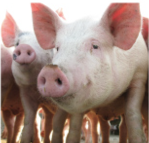 Pigs - Alltech Lienert Australia