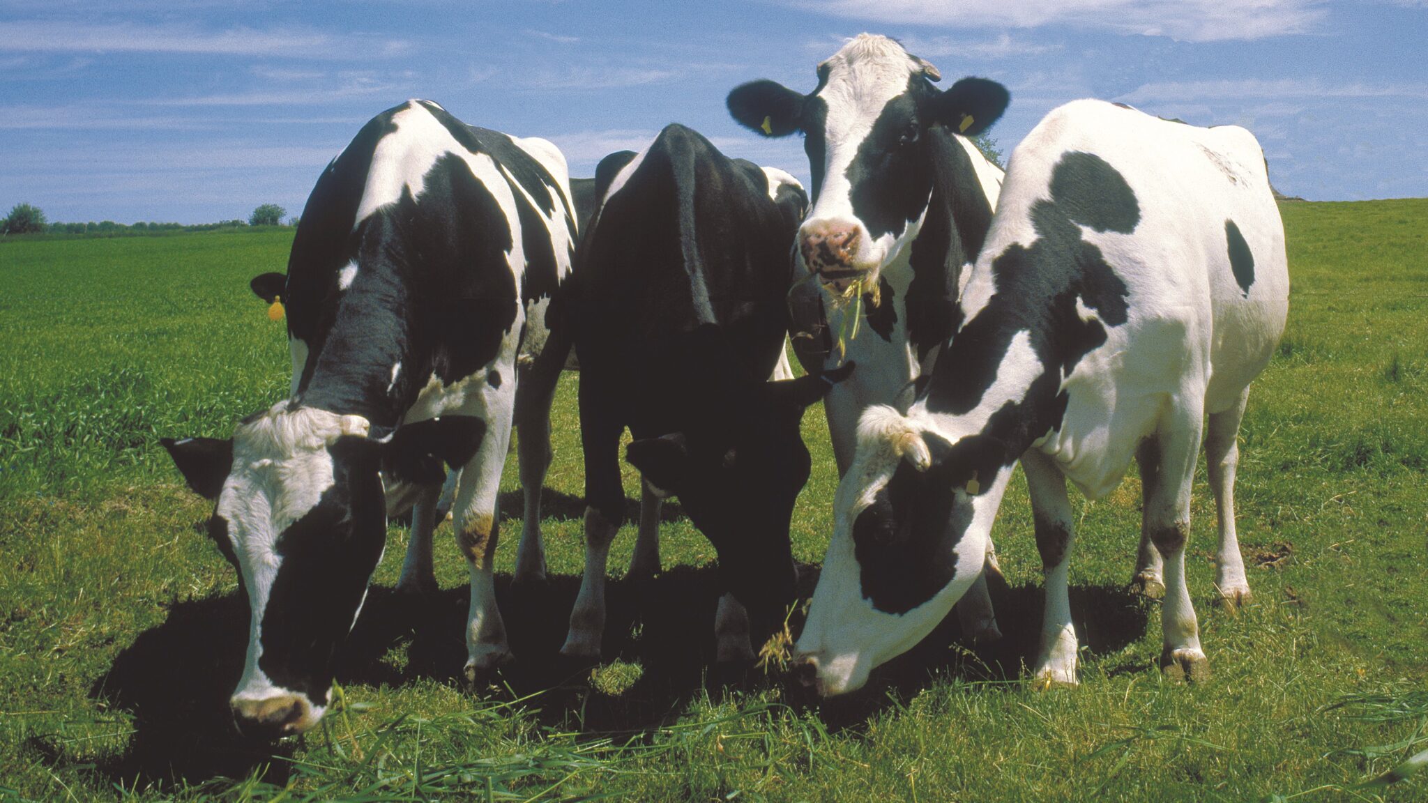 Dairy Cattle - Alltech Lienert Australia