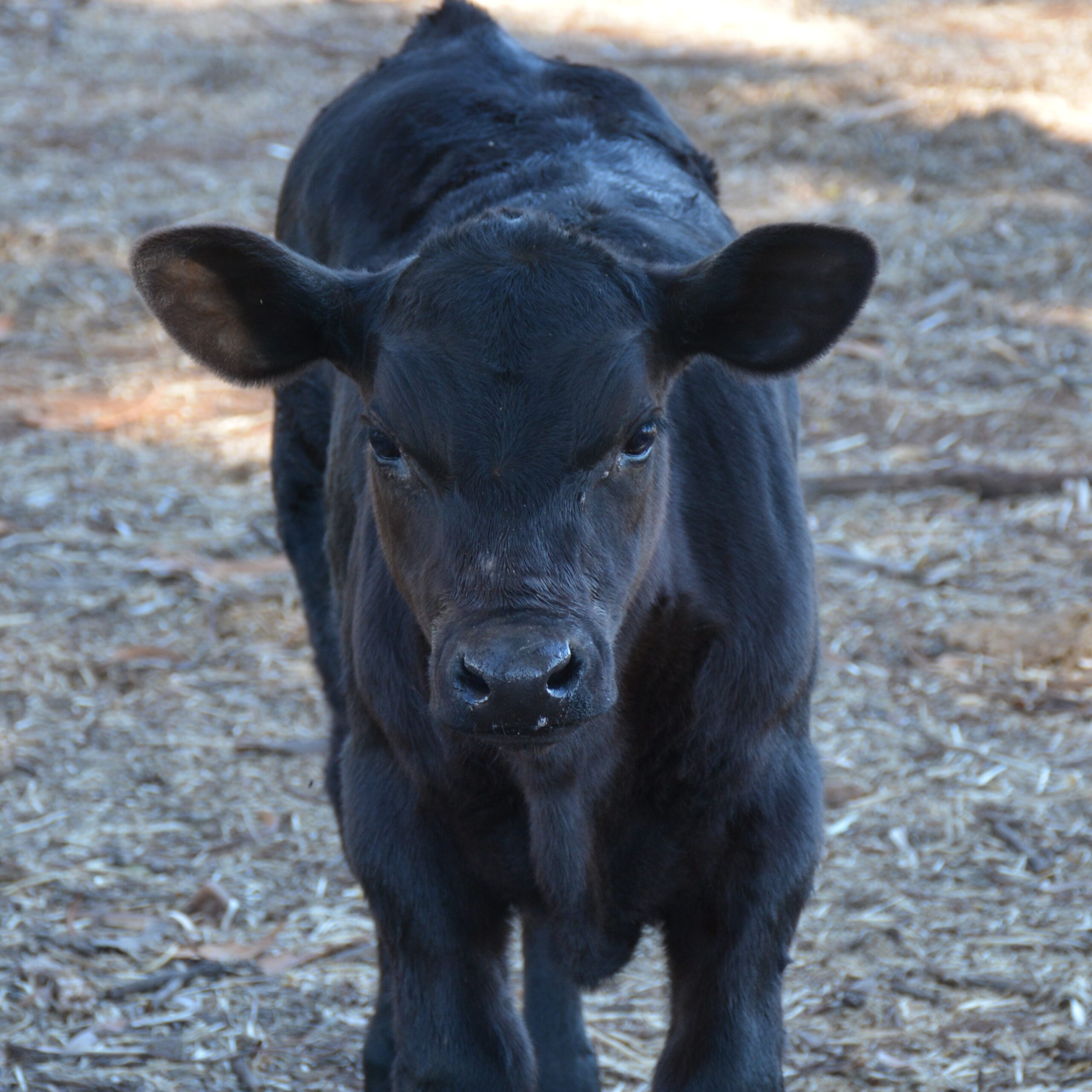 Early Weaning Calves and Lambs During Tough Seasons: Reduce Stress ...